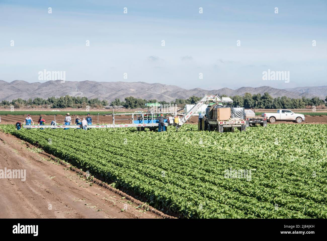 Lettuce field yuma arizona hi-res stock photography and images - Alamy