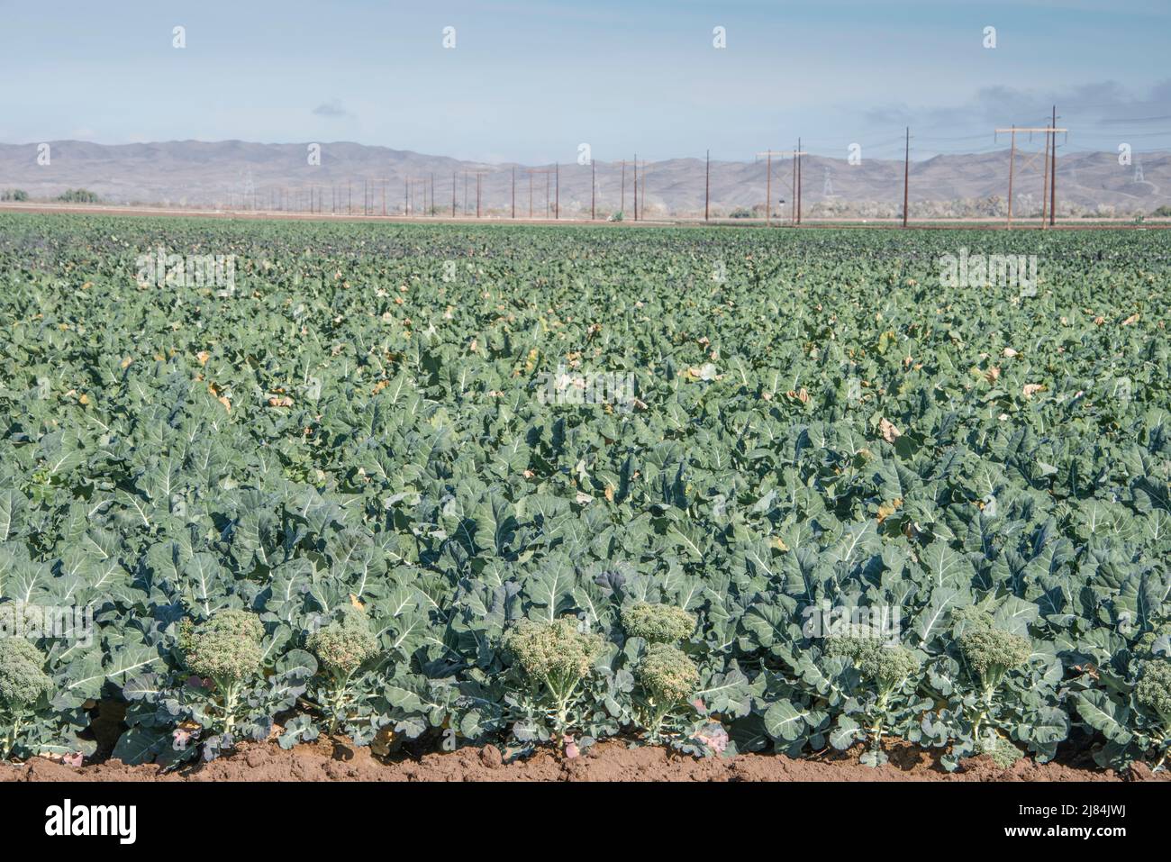 Ripe vegetables are ready for harvest or being harvested, Yuma, Arizona ...
