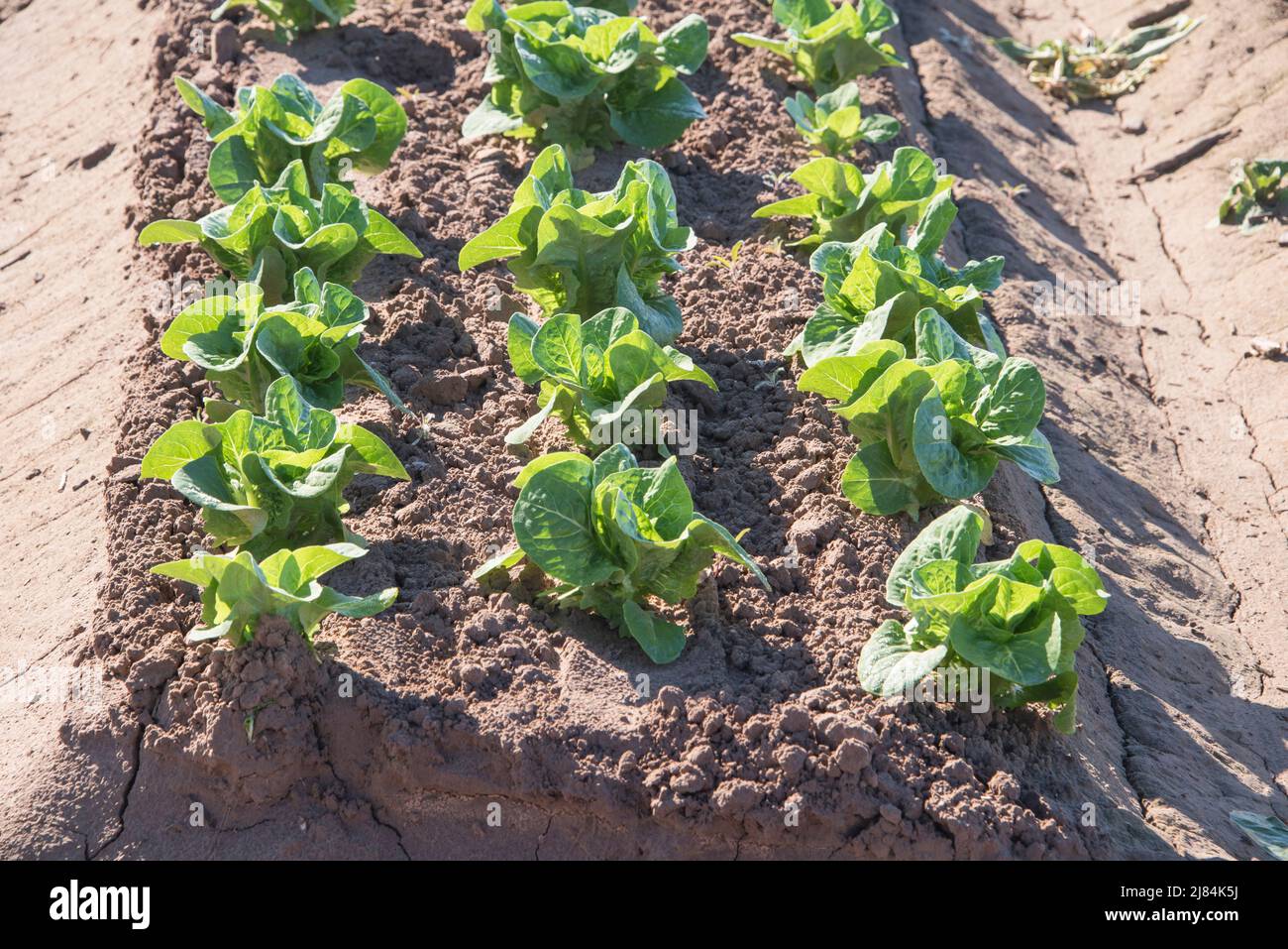 Truck crops of vegetables, grow in straight rows so they can be flood ...