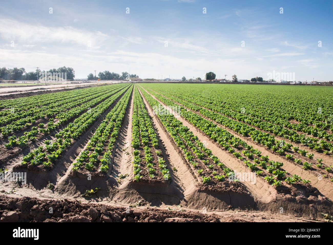 Truck crops of vegetables, grow in straight rows so they can be flood ...