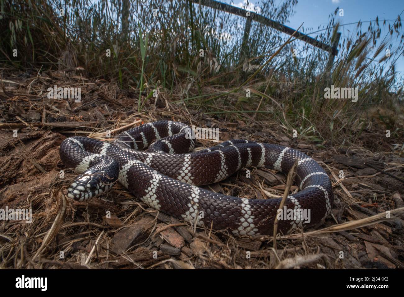 Striped kingsnake hi-res stock photography and images - Alamy