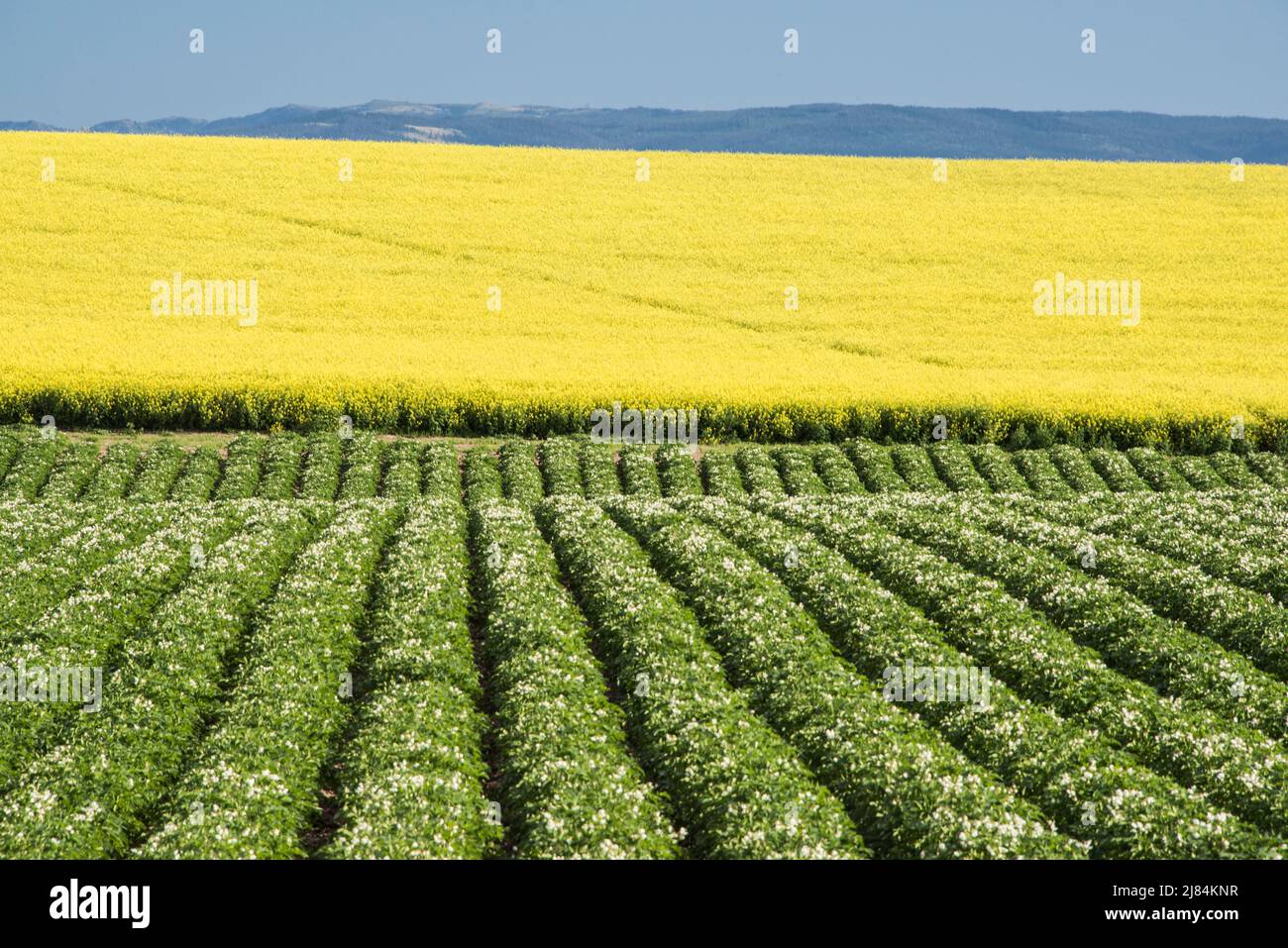 Adjacent crops hi-res stock photography and images - Alamy
