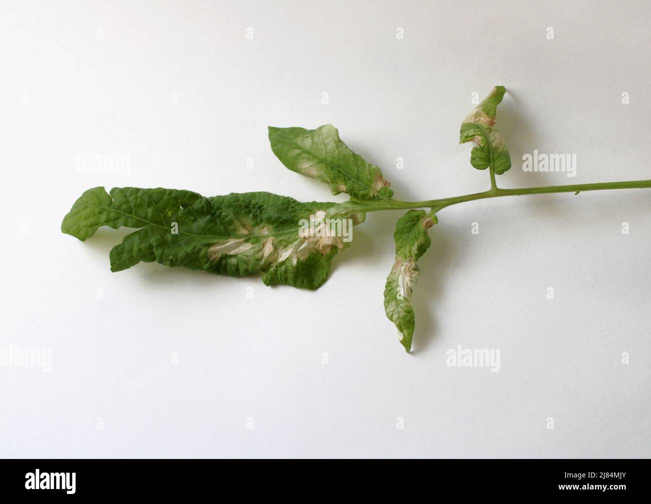A Tomato Leaf Burned by the Sun Stock Photo - Alamy