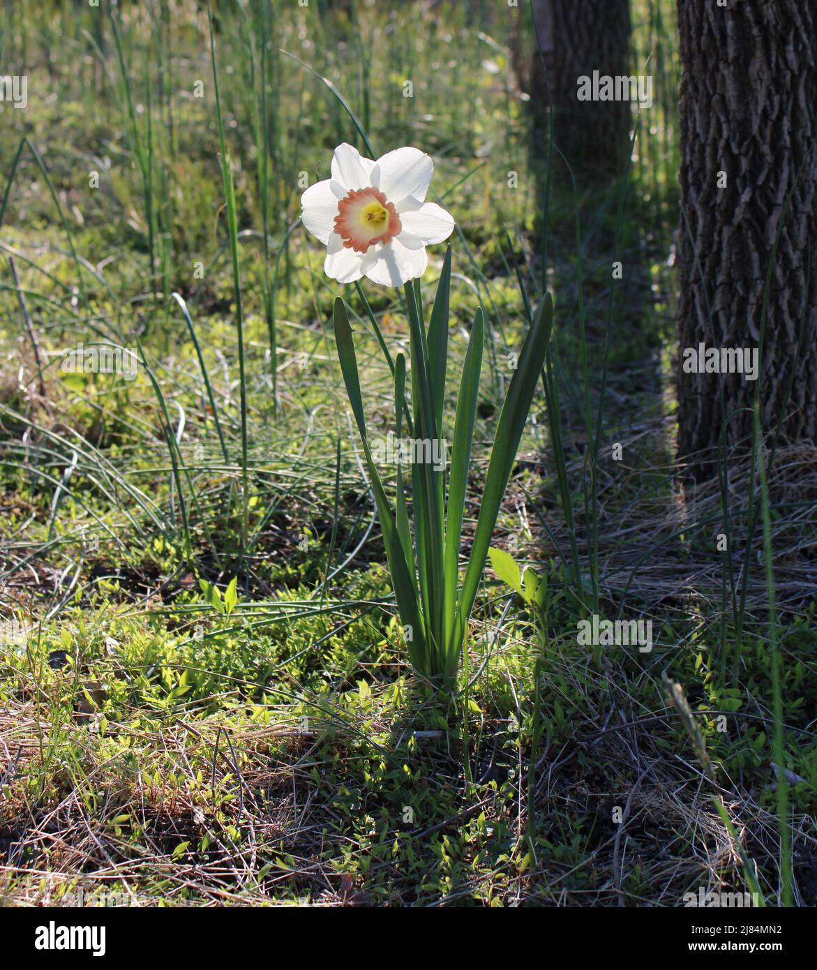 Back of a daffodil hi-res stock photography and images - Alamy