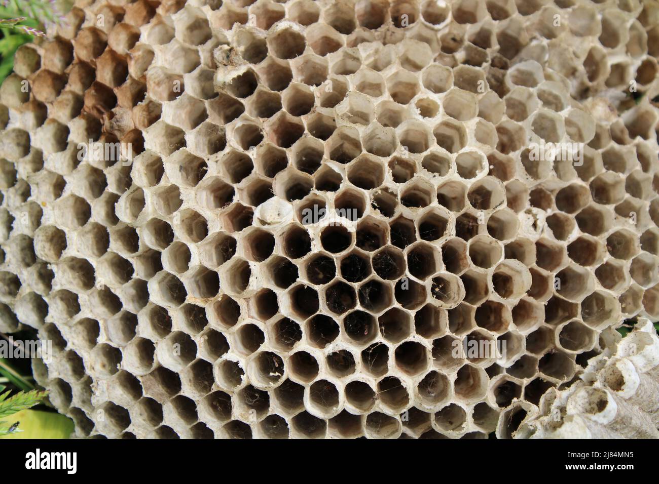 Cells in an Abandoned Wasp Nest Stock Photo - Alamy