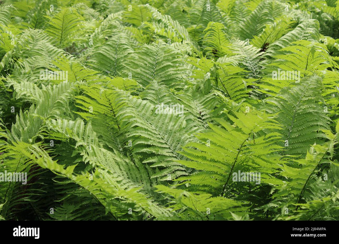 A Large Patch of Ostrich Ferns in Spring Stock Photo - Alamy