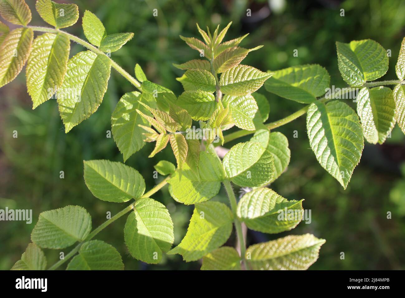 New Foliage on a Black Walnut Tree Sapling Stock Photo - Alamy