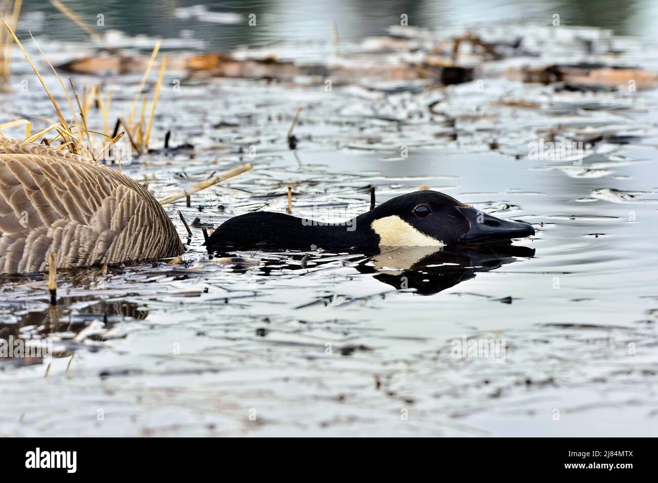 A Canadian Goose (Branta canadensis), attempting to hide in a marshy ...