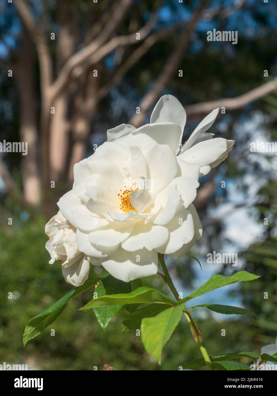 Flowers, white rose in bloom in a sunny country garden, Eucalyptus gum ...