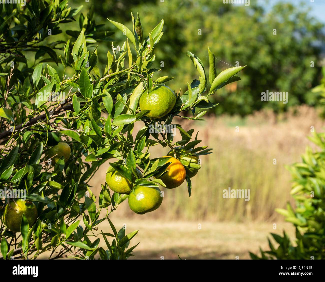 Australian orange orchard hi-res stock photography and images - Alamy