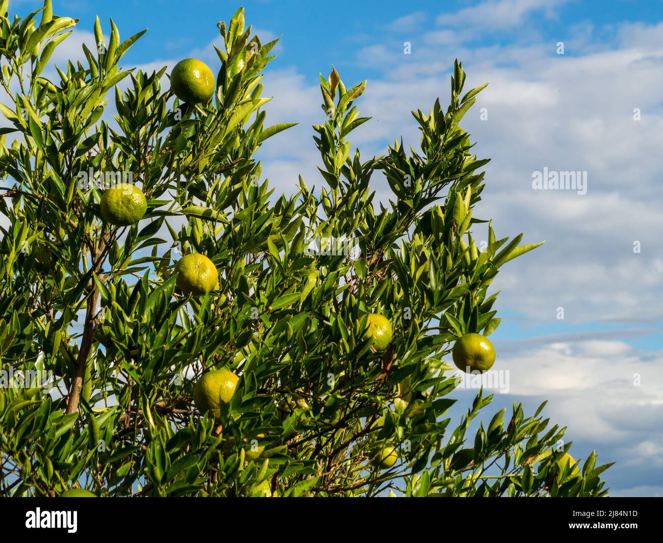 Mandarine Citrus fruit growing and ripening on a leafy green tree, Blue ...