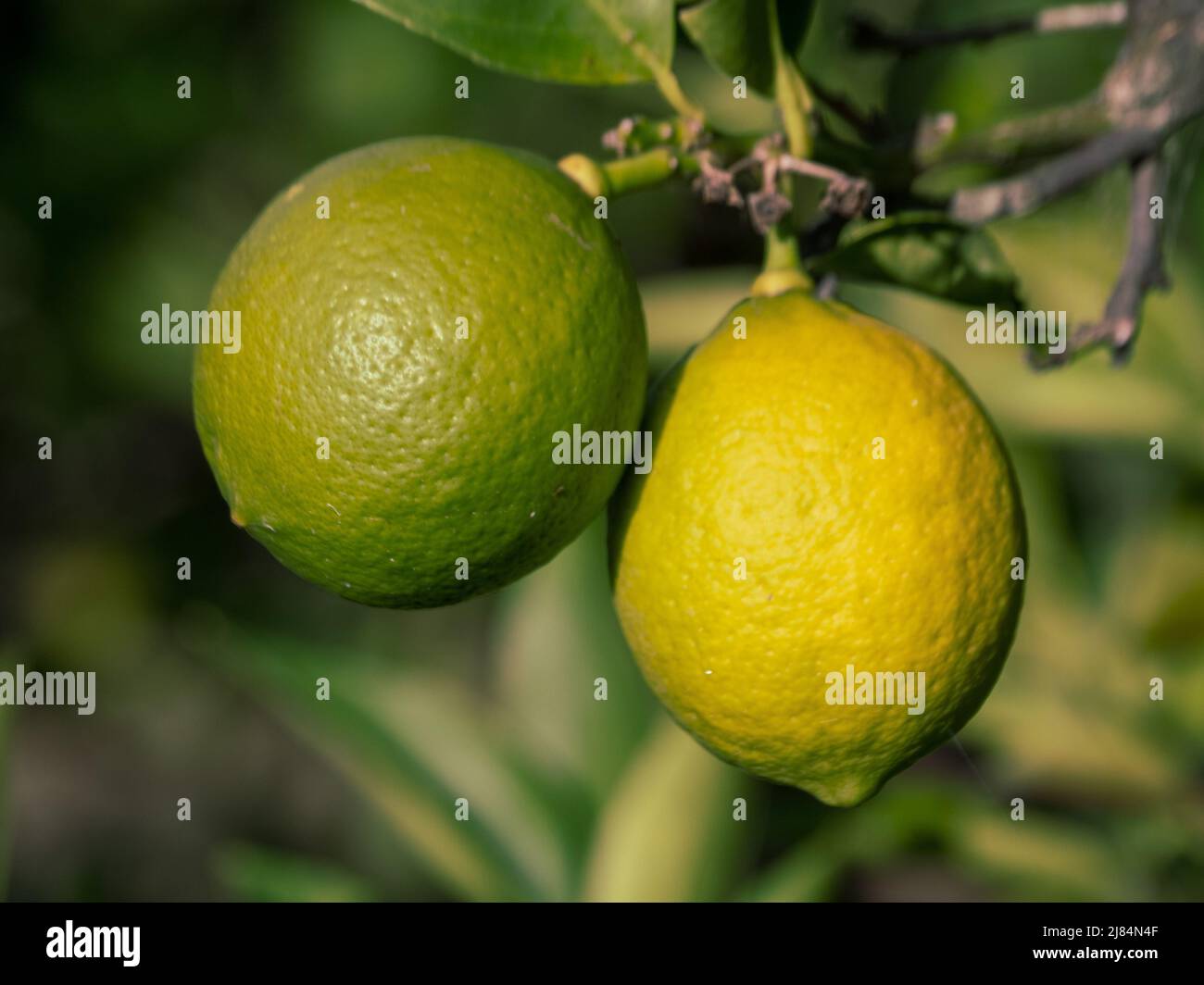Australian lemon leaf hi-res stock photography and images - Alamy