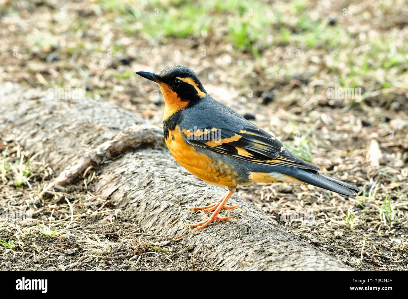 Varied thrush hi-res stock photography and images - Alamy