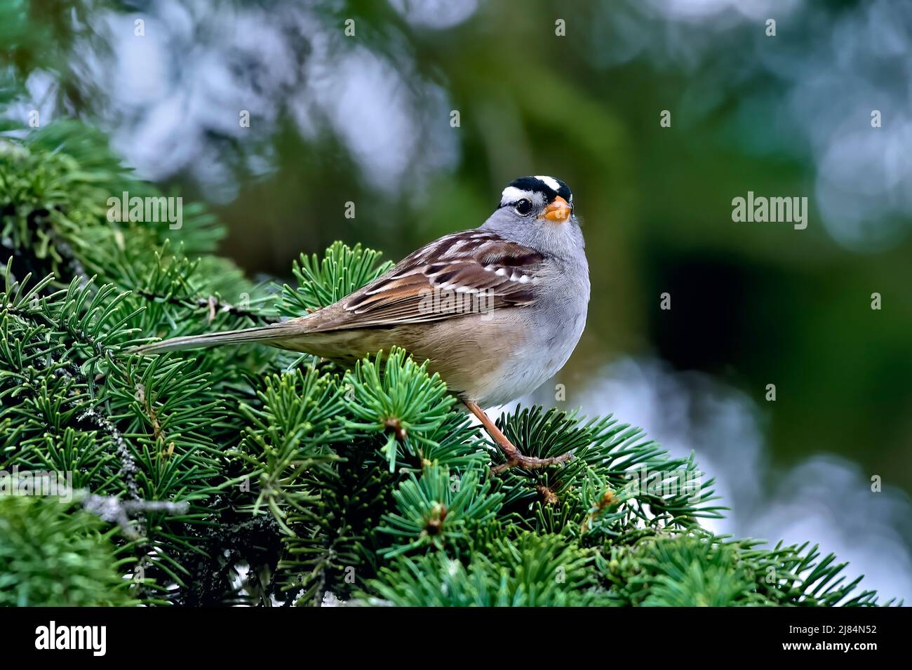 Song sparrow bird canada hi-res stock photography and images - Alamy