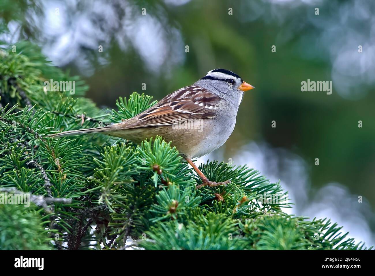 A White-crowned Sparrow "Zonotrichia leucophrys", looking from his ...