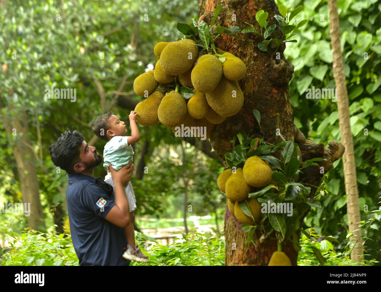 Dhaka. 13th May, 2022. A child touches a jackfruit hanging from a tree in Dhaka, Bangladesh, May ...