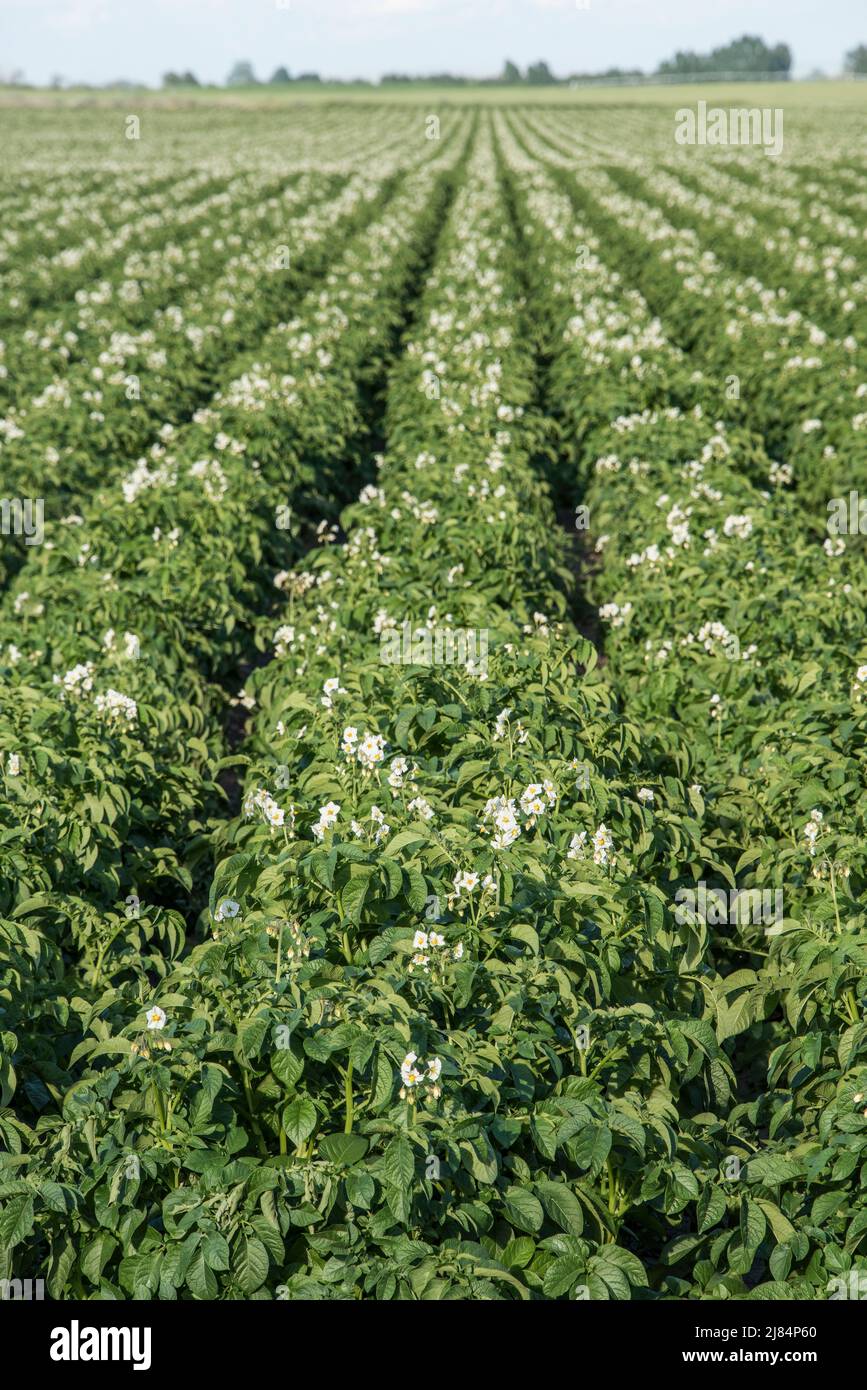 Egin bench hi-res stock photography and images - Alamy