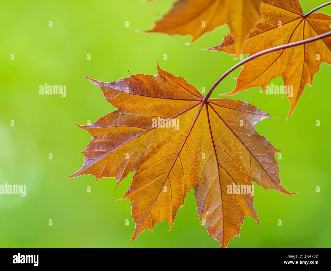 Tree branch with dark red leaves, Acer platanoides, the Norway maple ...