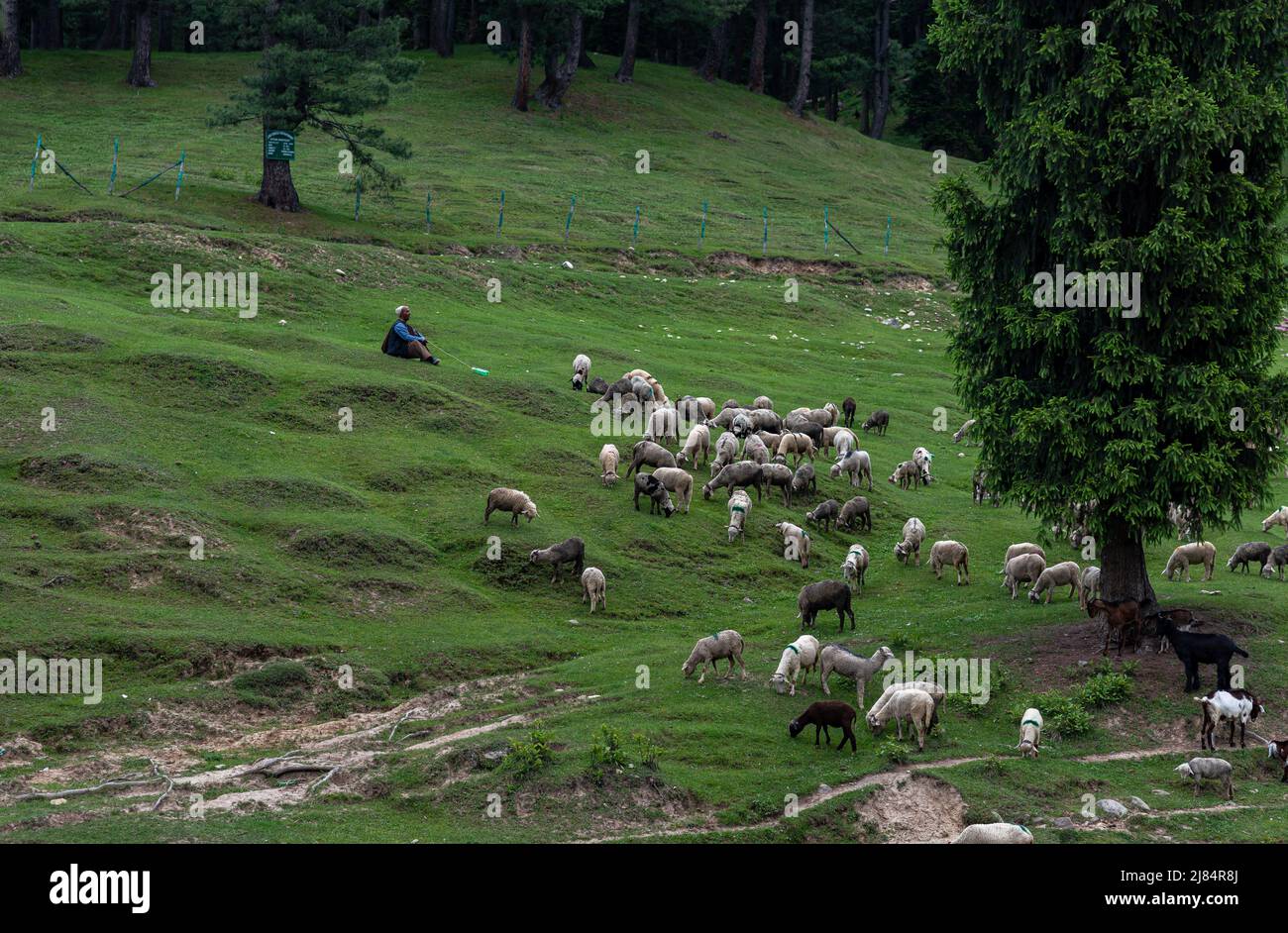 Baramulla, India. 11th May, 2022. A shepherd take care of his sheep in ...