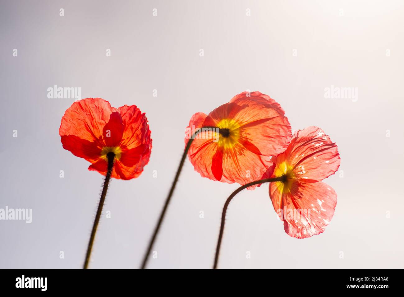 Iceland poppy flowers and sky. Poppy flowers against sky. Short lived ...
