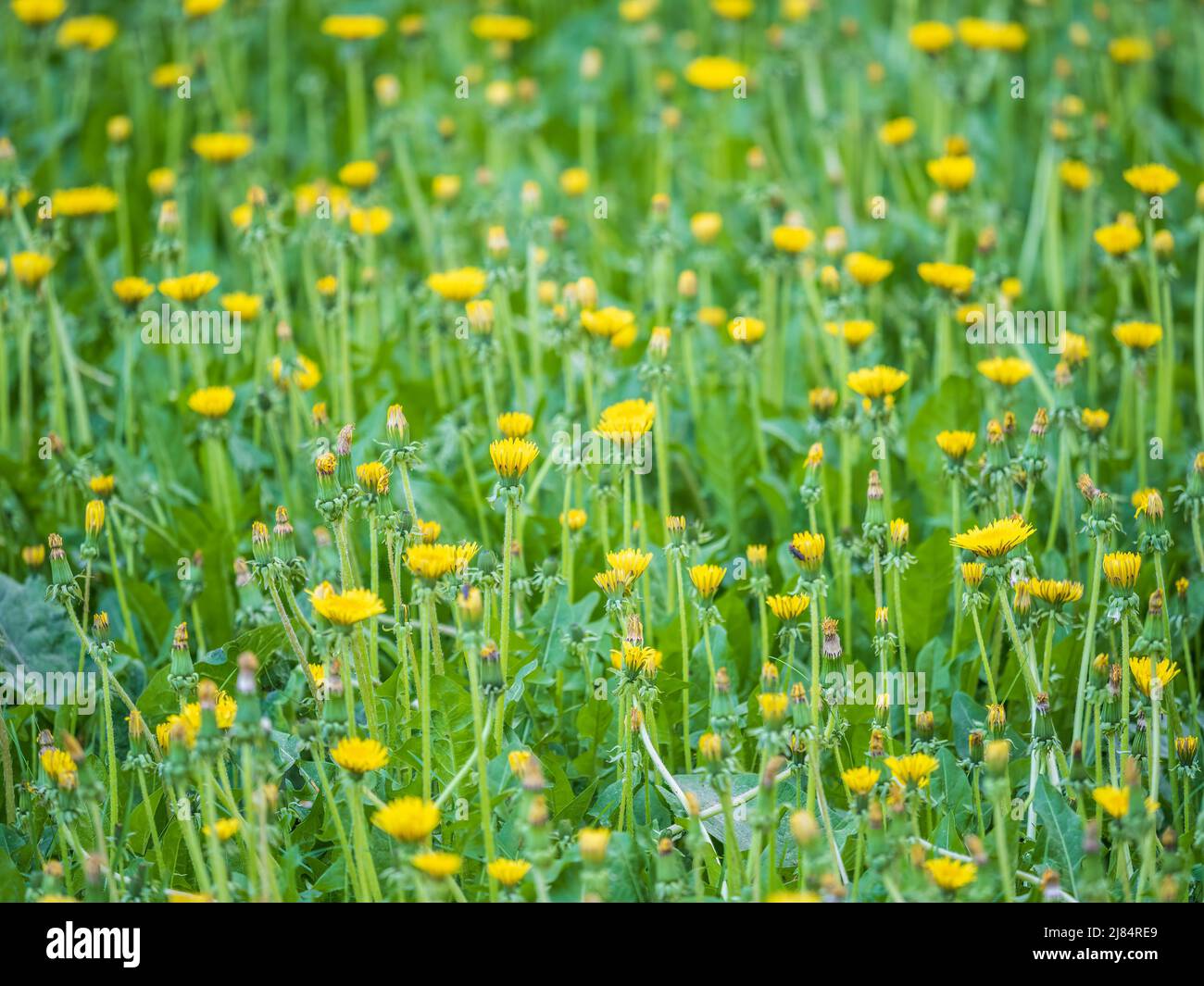 Field of yellow dandelions. Summer field of dandelions. Taraxacum ...