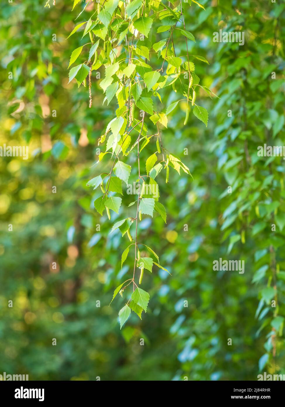 Birch branches with fresh green leaves and seeds. The branch of a birch ...