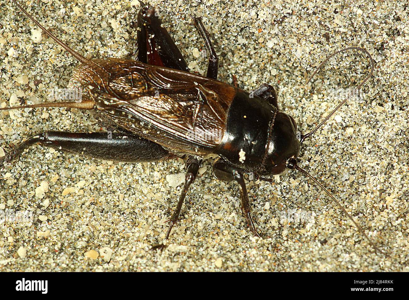 Teleogryllus hi-res stock photography and images - Alamy