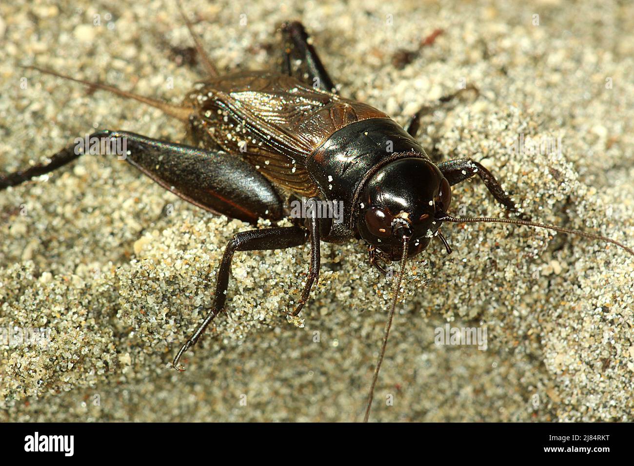 Black field cricket (Teleogryllus commodus) on sand Stock Photo - Alamy