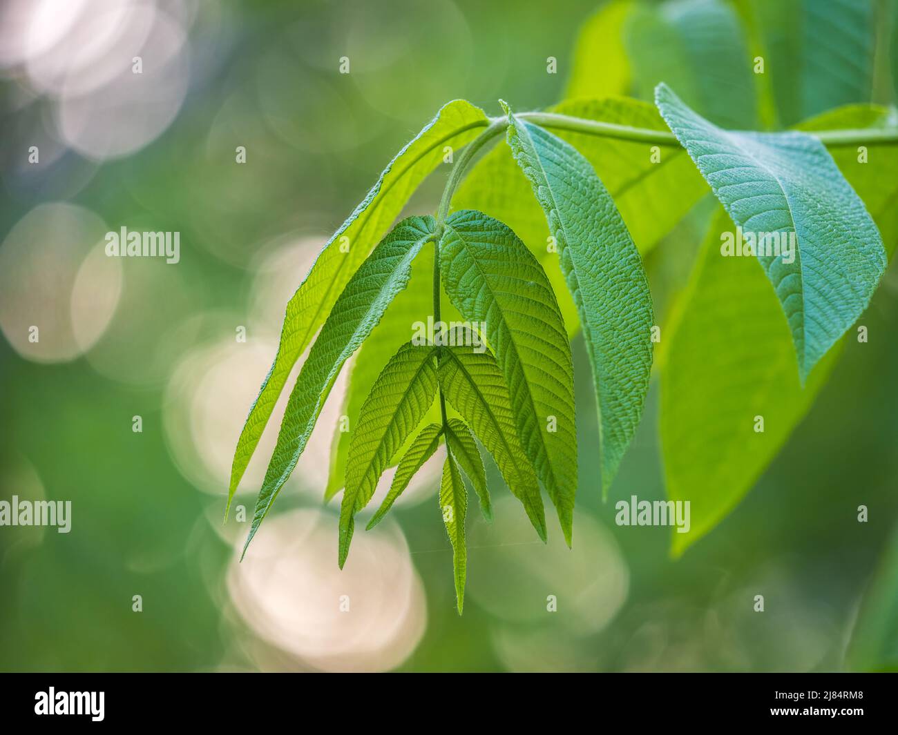 Branch with fresh green leaves of Juglans mandshurica, Manchurian ...
