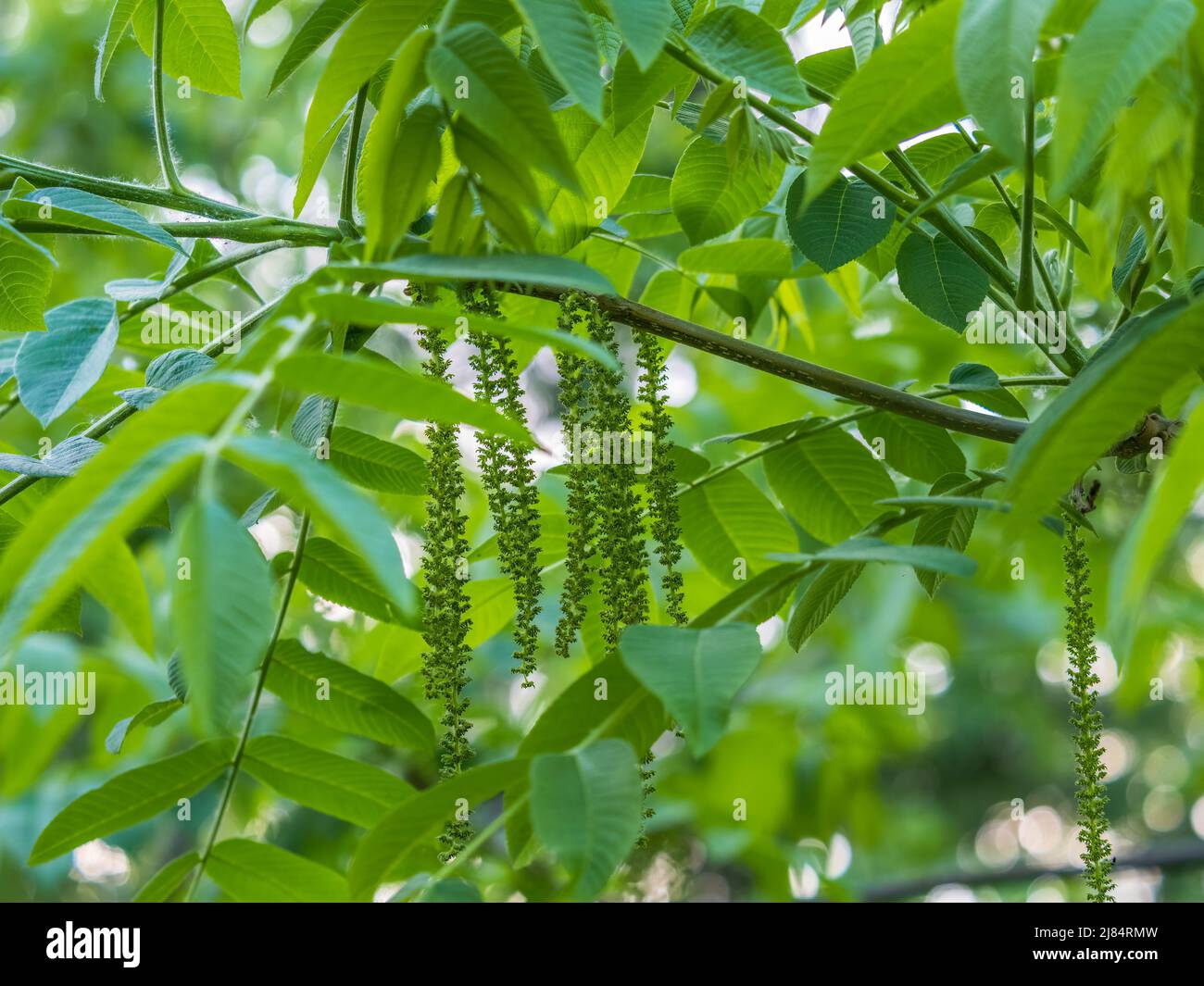 Branch with fresh green leaves of Juglans mandshurica, Manchurian ...