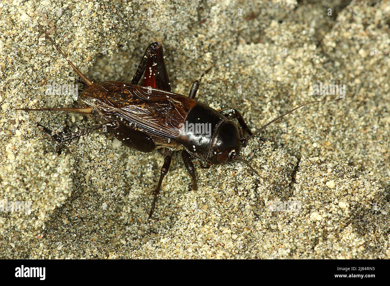 Black field cricket (Teleogryllus commodus) on sand Stock Photo - Alamy