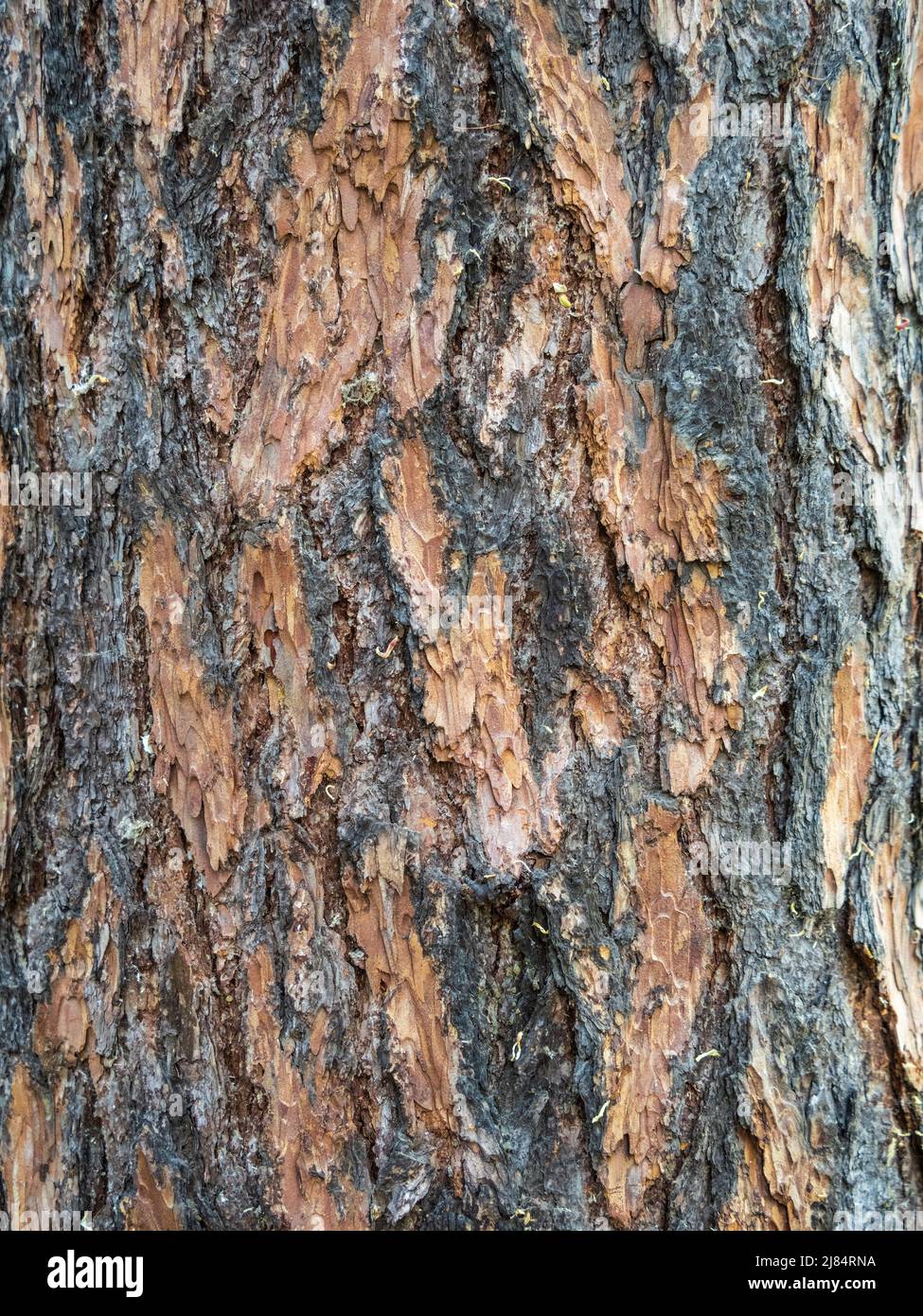 Bark texture and background of a old fir tree trunk. Detailed bark ...
