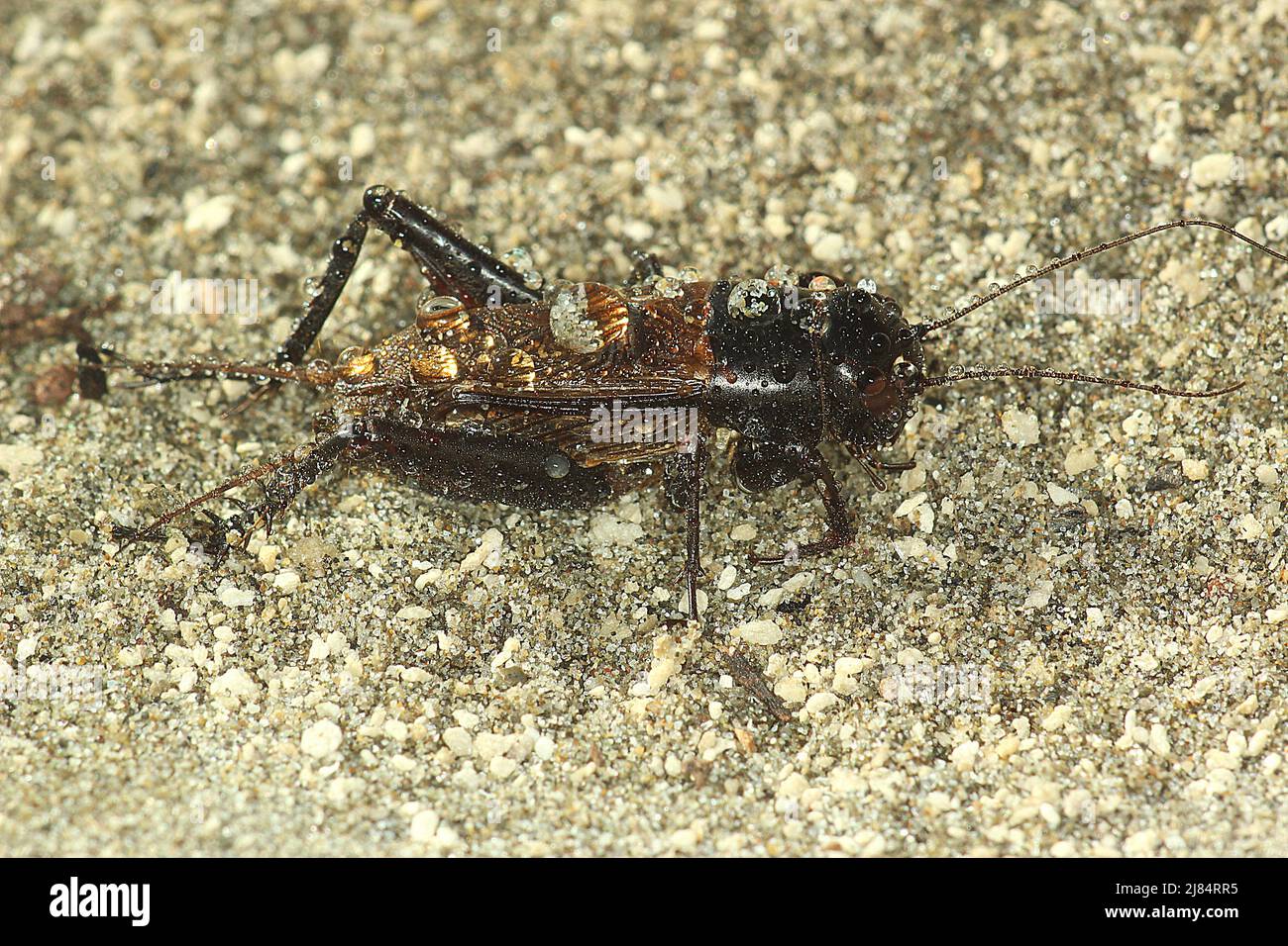 Black field cricket hi-res stock photography and images - Alamy