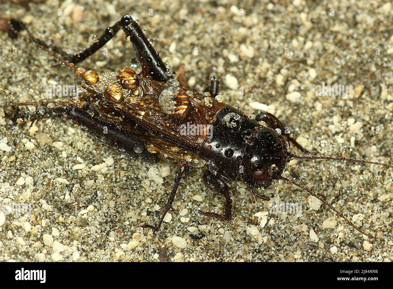 Black field cricket (Teleogryllus commodus) on sand Stock Photo - Alamy