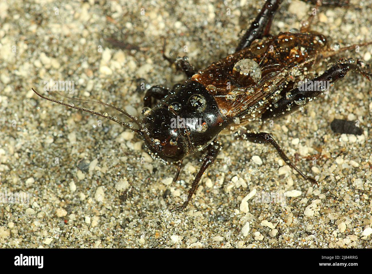 Black field cricket (Teleogryllus commodus) on sand Stock Photo - Alamy