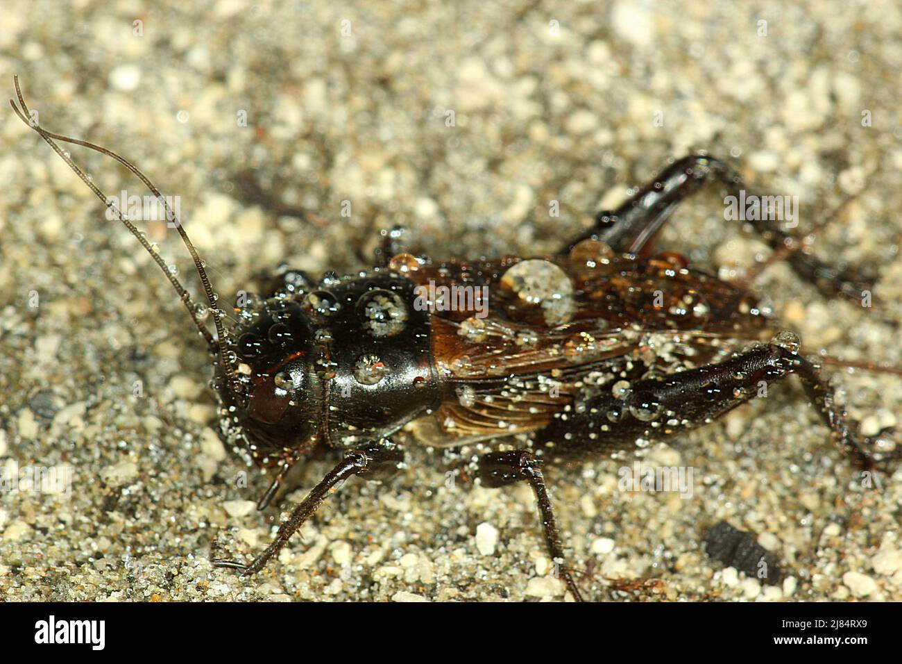 Black field cricket (Teleogryllus commodus) on sand Stock Photo - Alamy