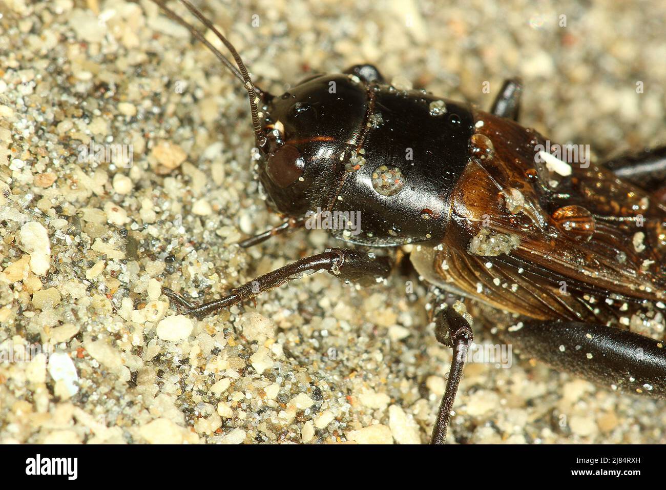 Black field cricket (Teleogryllus commodus) on sand Stock Photo - Alamy