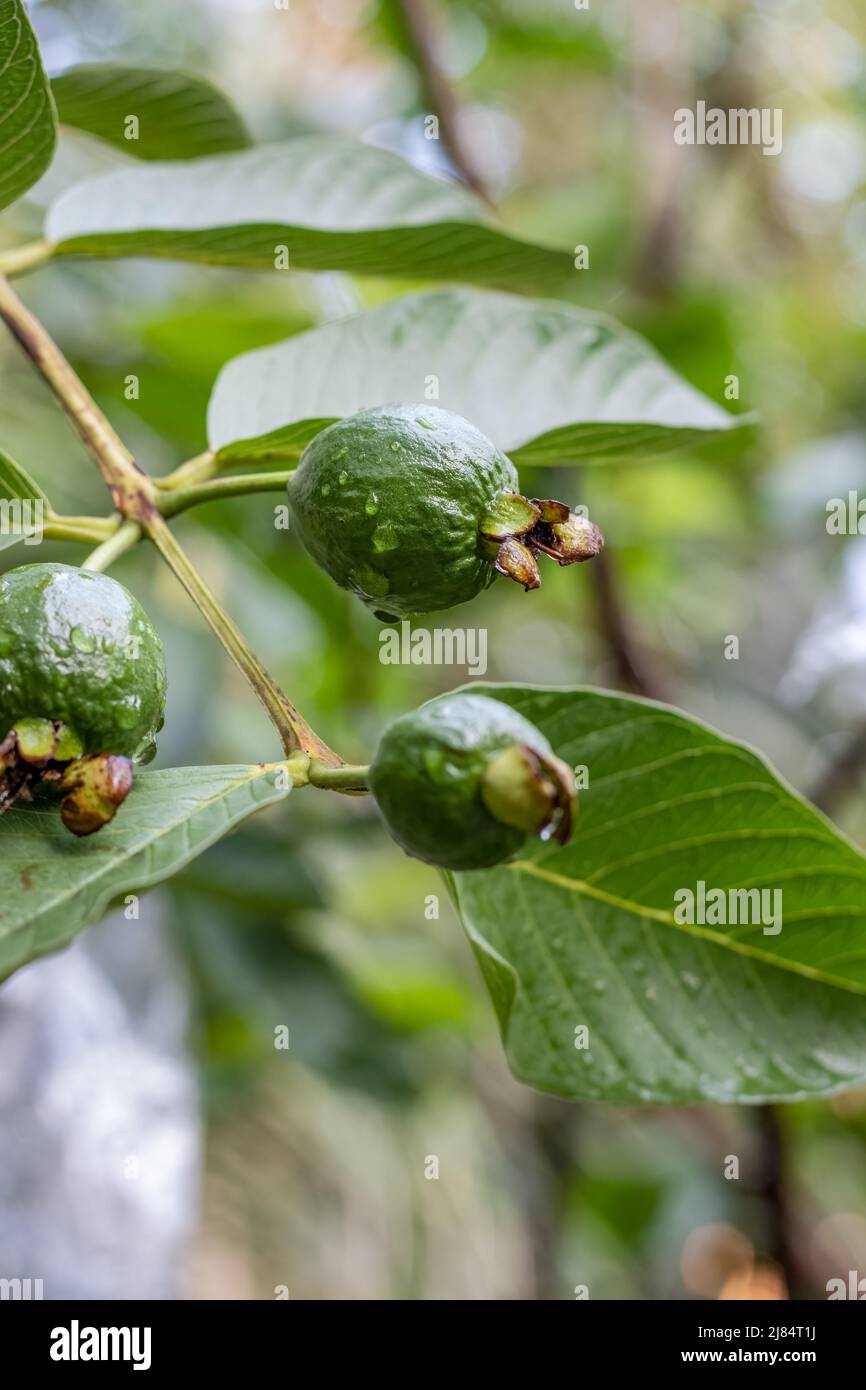 Raw guava fruits with water drops on a young branch Stock Photo - Alamy