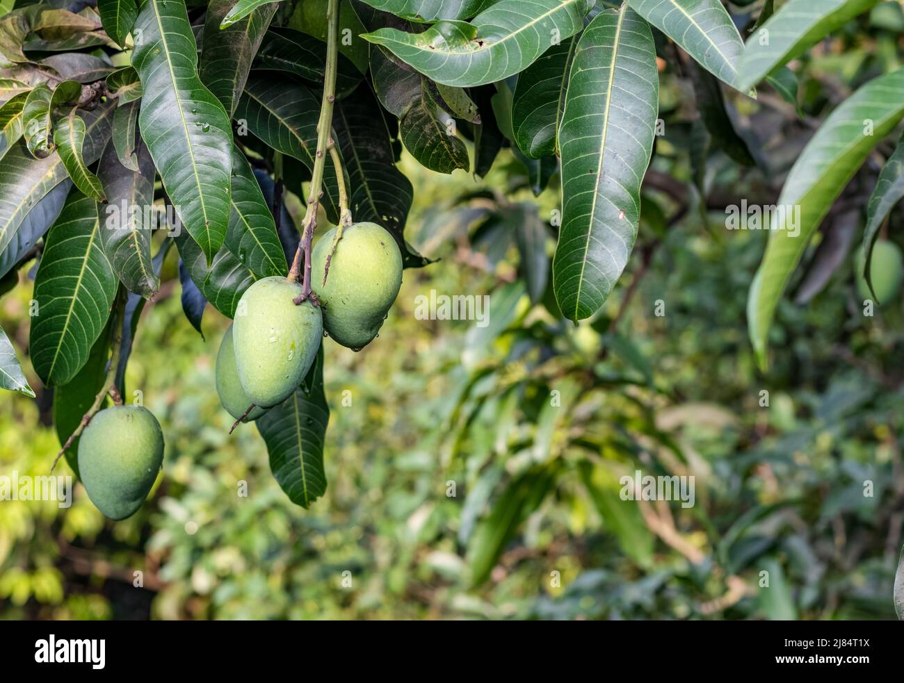 Hanging fresh raw mangoes on a branch with copy space Stock Photo - Alamy