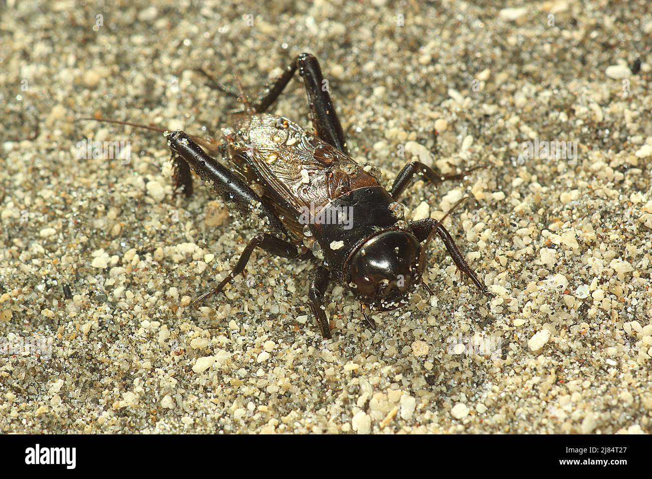 Teleogryllus hi-res stock photography and images - Alamy