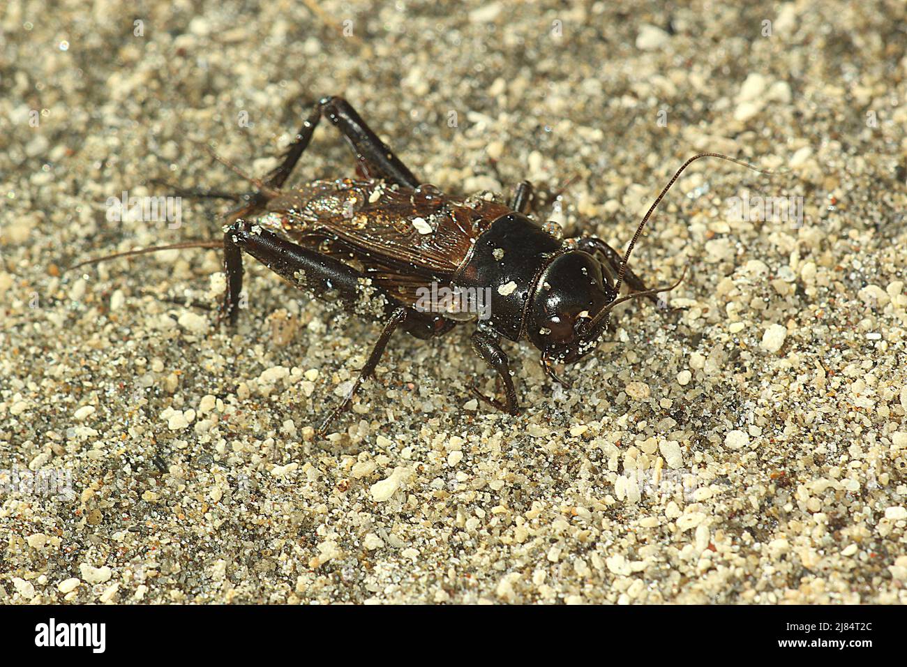 Black field cricket (Teleogryllus commodus) on sand Stock Photo - Alamy