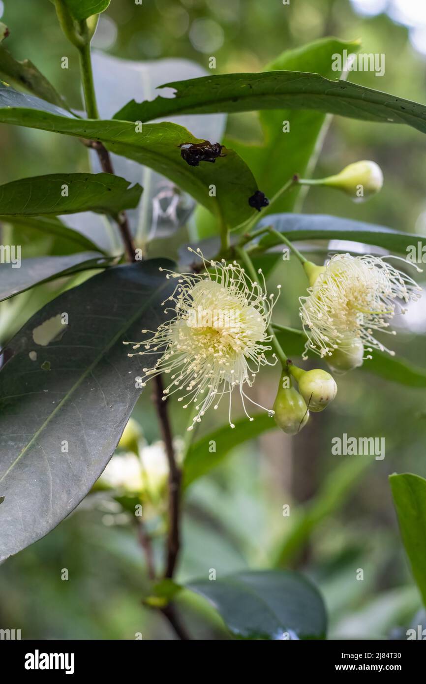 Jambu Plant Flower