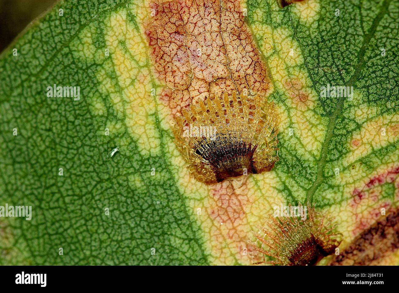Eucalyptus gum sapsucker lerp structure (Cardiaspina fiscella Stock ...