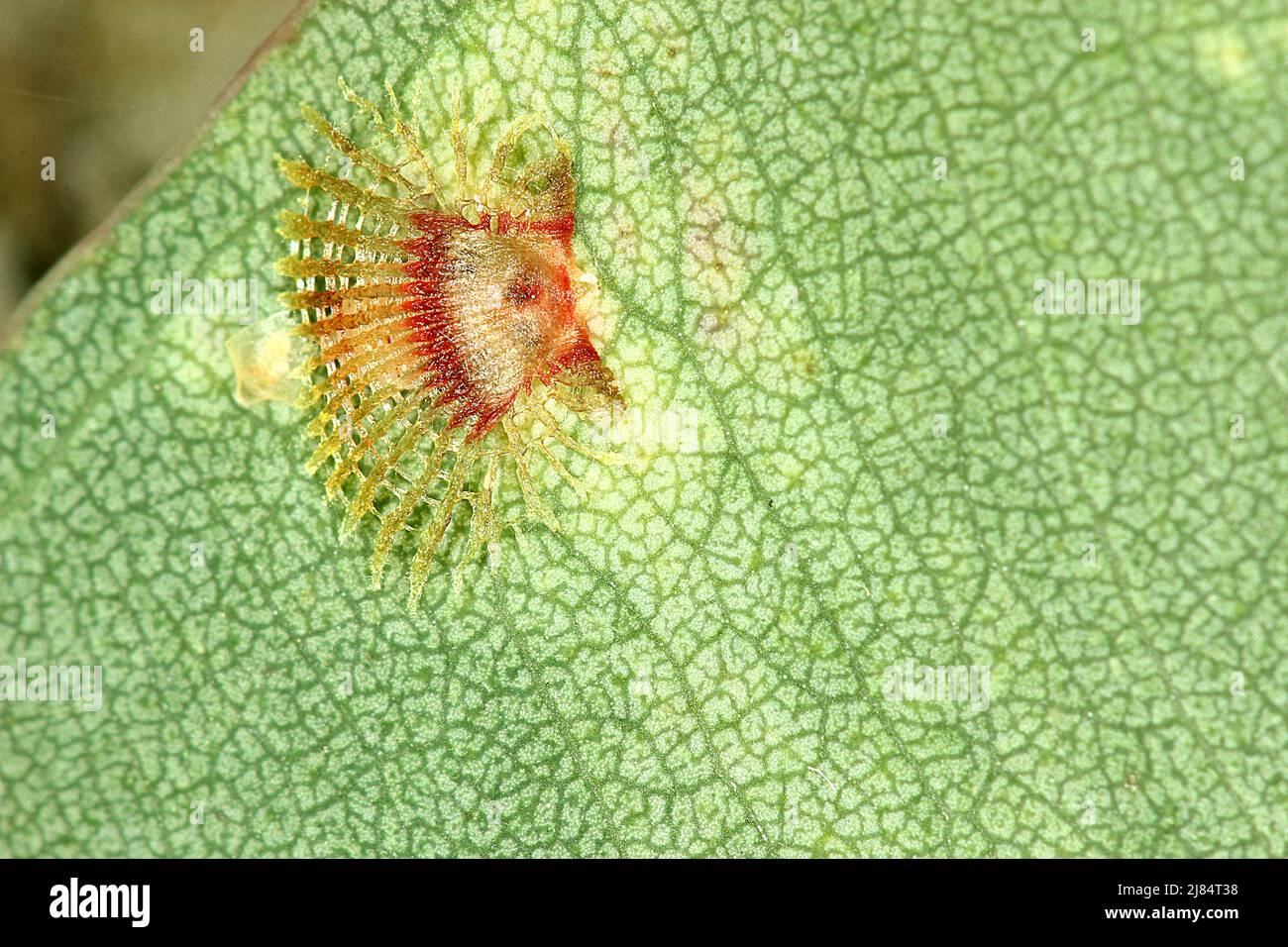 Eucalyptus gum sapsucker lerp structure (Cardiaspina fiscella Stock ...