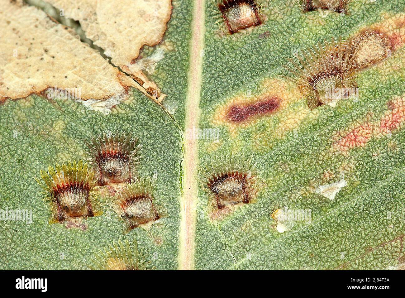 Eucalyptus gum sapsucker lerp structure (Cardiaspina fiscella Stock ...
