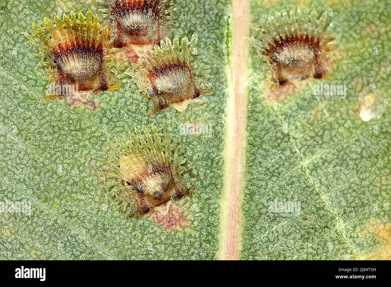 Eucalyptus gum sapsucker lerp structure (Cardiaspina fiscella Stock ...