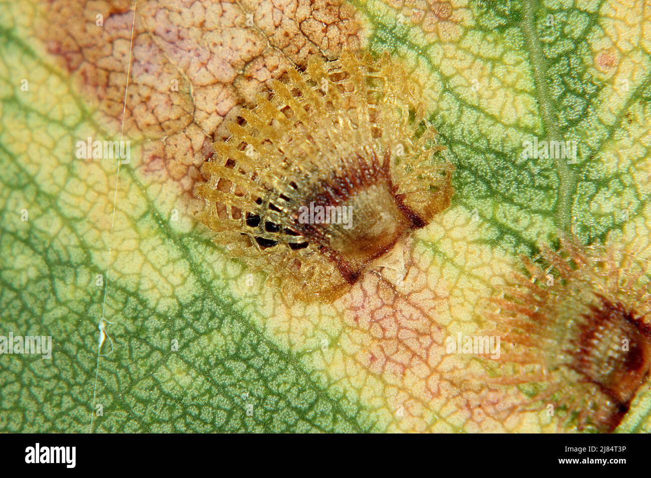 Eucalyptus gum sapsucker lerp structure (Cardiaspina fiscella Stock ...