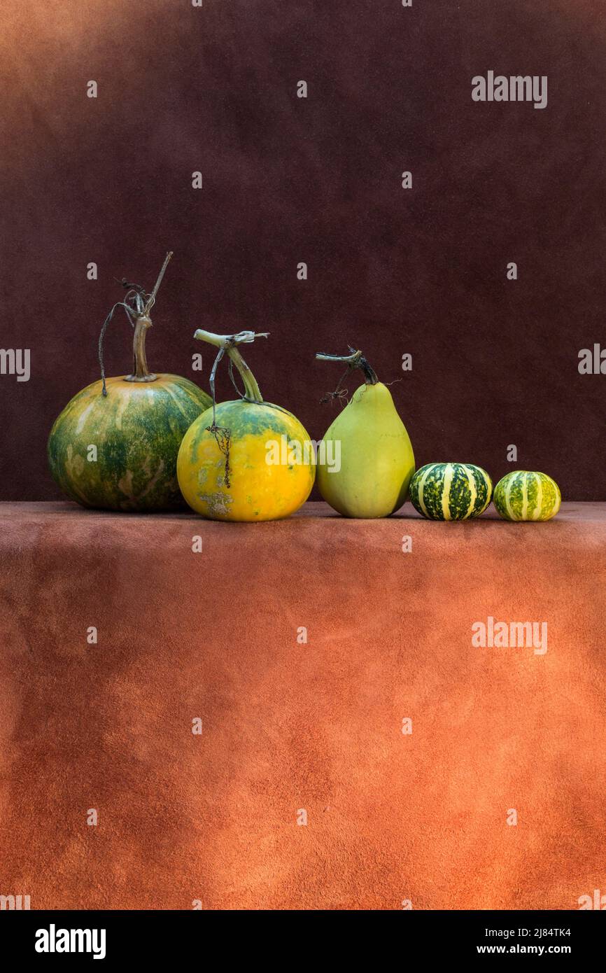 Still life with five different pumpkins on a brown background Stock ...