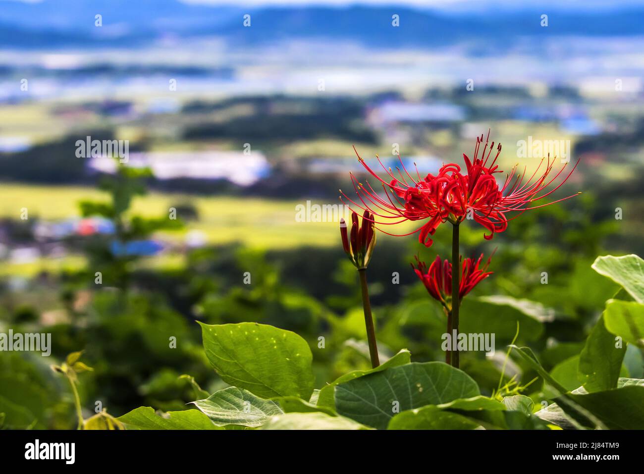 Beautiful red spider lily blossom flower, Cluster amaryllis Stock Photo ...