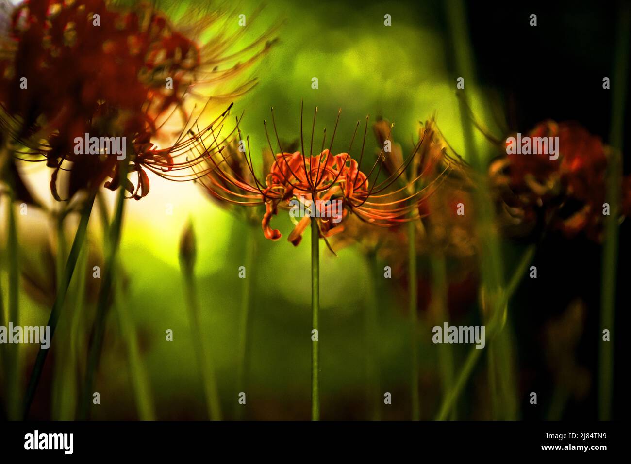 Beautiful red spider lily blossom flower, Cluster amaryllis Stock Photo ...